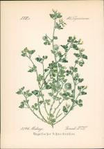 „Chromolithographie : Ungarischer Schneckenklee.“ – Bücher gebraucht ...