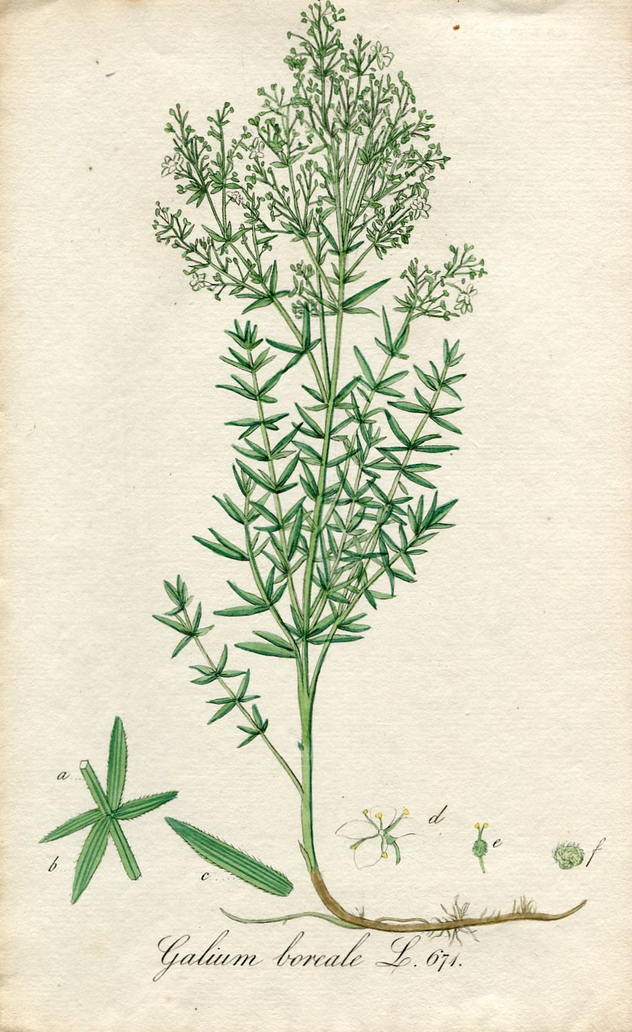 „Galium boreale L.“ – Bücher gebraucht, antiquarisch & neu kaufen