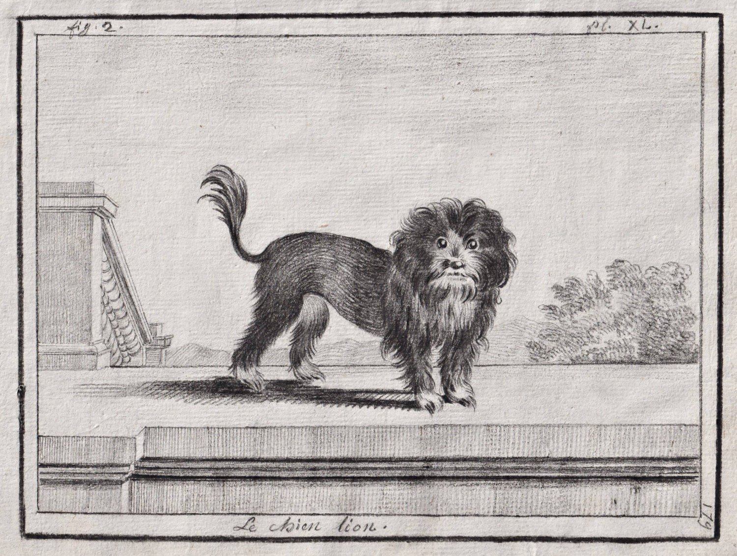 Le chien lion" - Löwchen Little Lion Dog / dog Hund chien …“ (Jacques ...