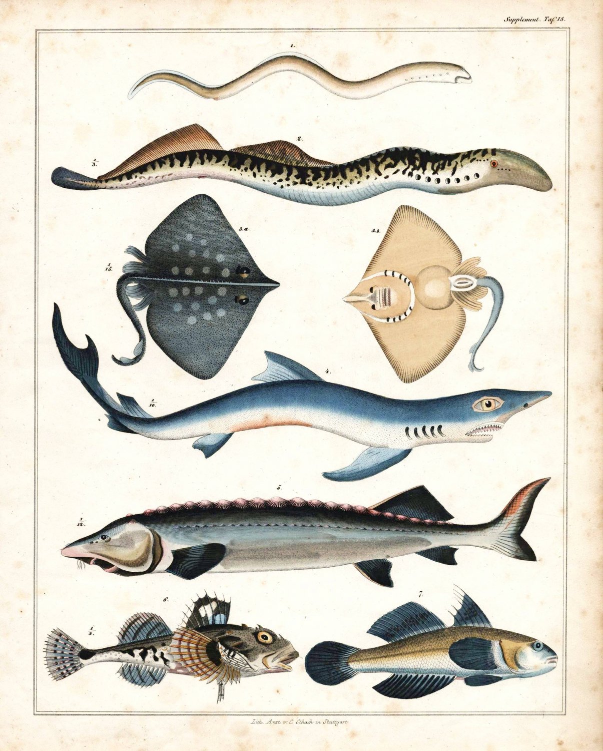 „neunaugen kaufen“ – Bücher gebraucht, antiquarisch & neu kaufen