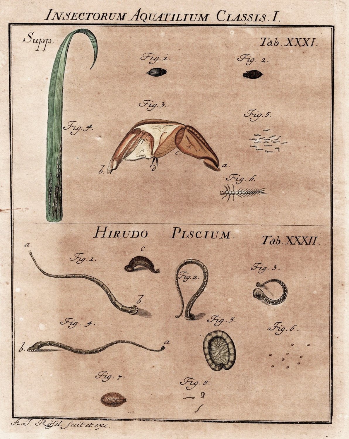 „Rösel von Rosenhof, August Johann, Insectorum Aquatilium Classis I ...