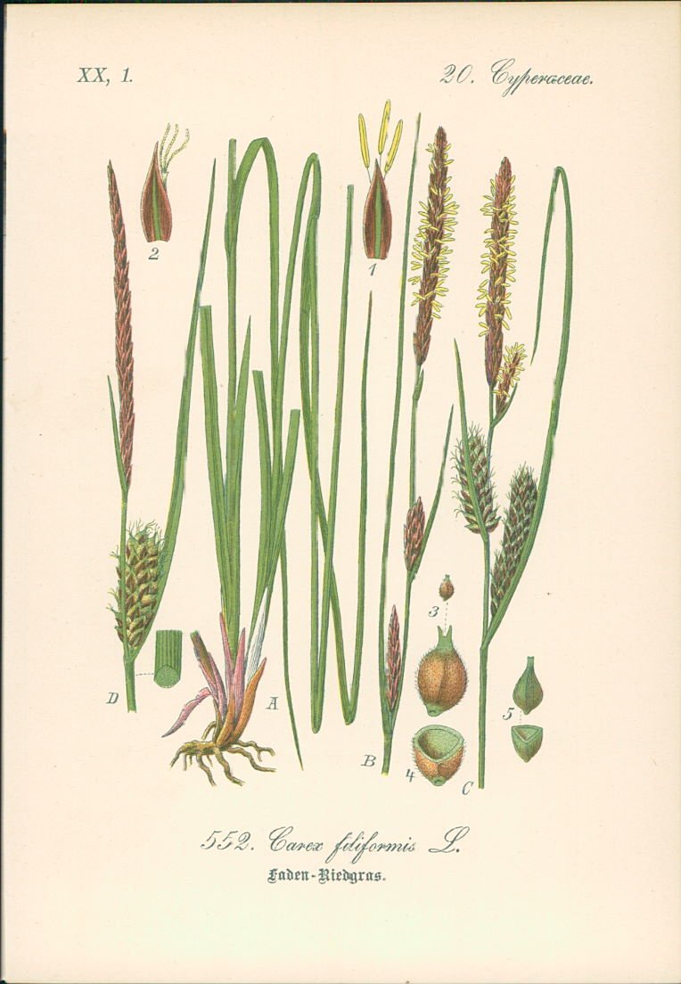„Chromolithographie Faden-Riedgras Faden-Segge Carex filiformis ...