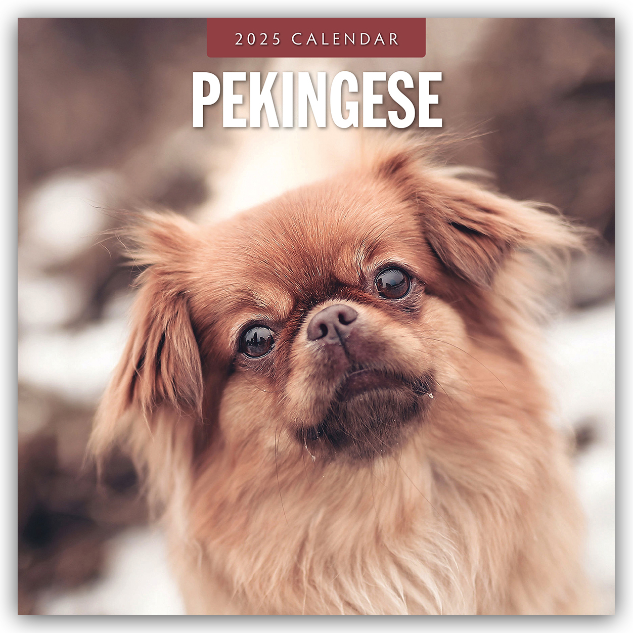 ISBN 9781804424940 "Pekingese – Pekinese – Peking Palasthund 2025 – 16 ...