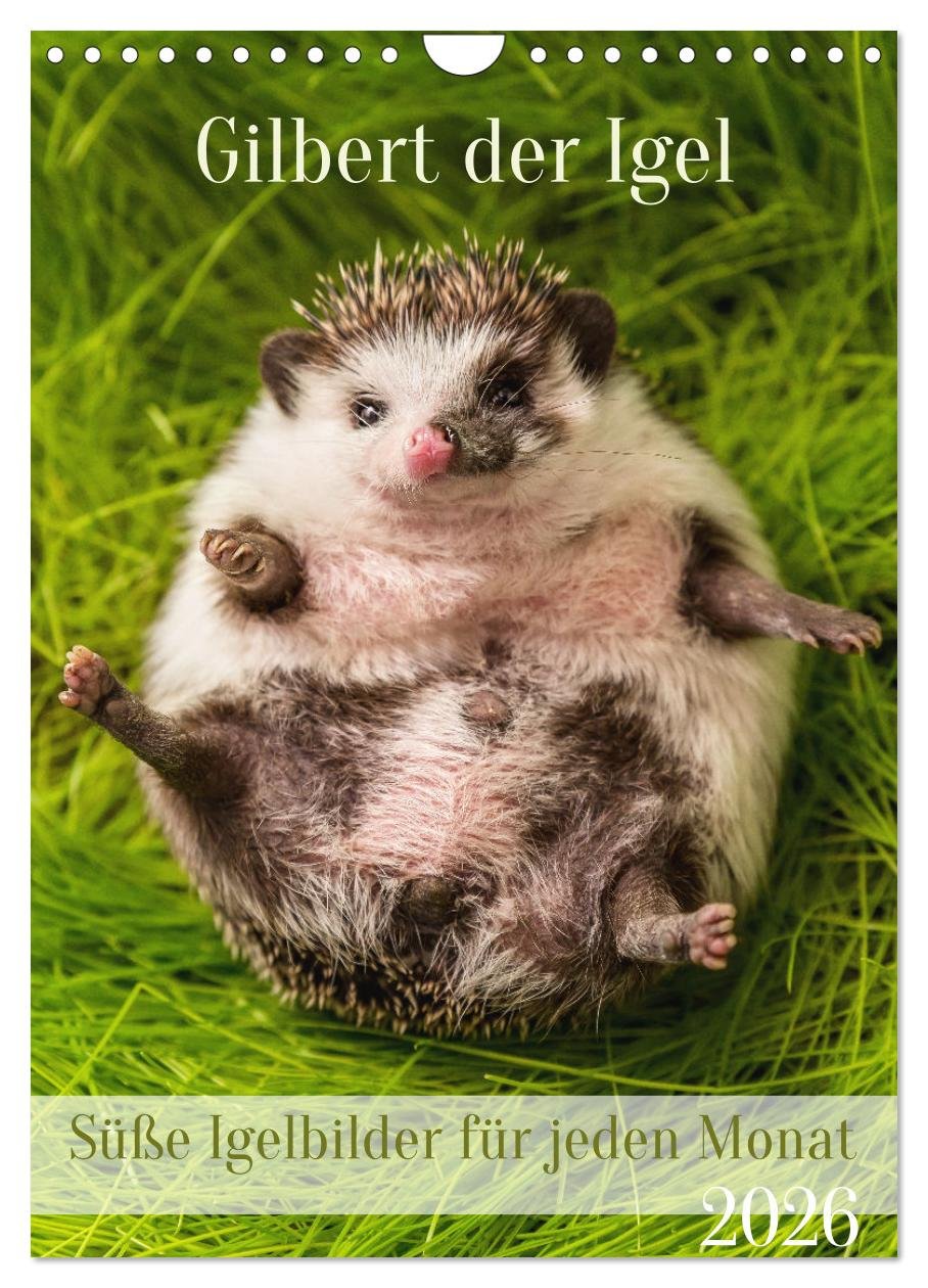 „Gilbert der Igel CALVENDO Monatskalender“ – Bücher gebraucht ...